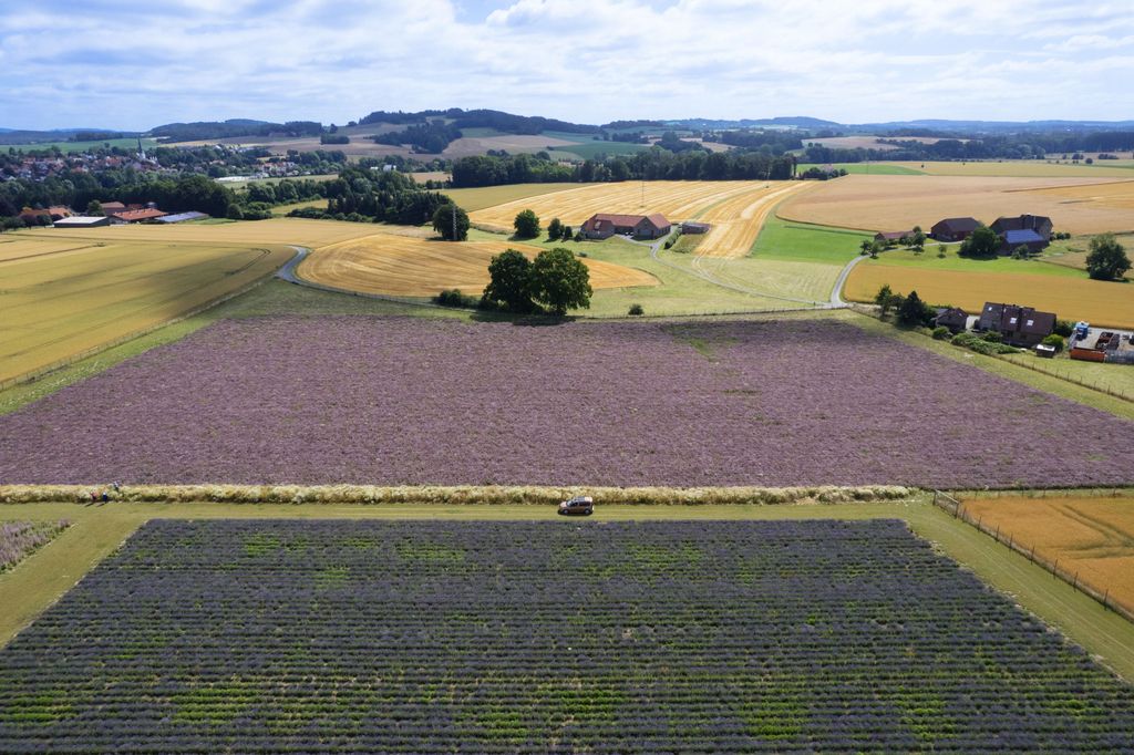 "Once in a Lifetime" experience: Sweet dreams amidst lavender fields