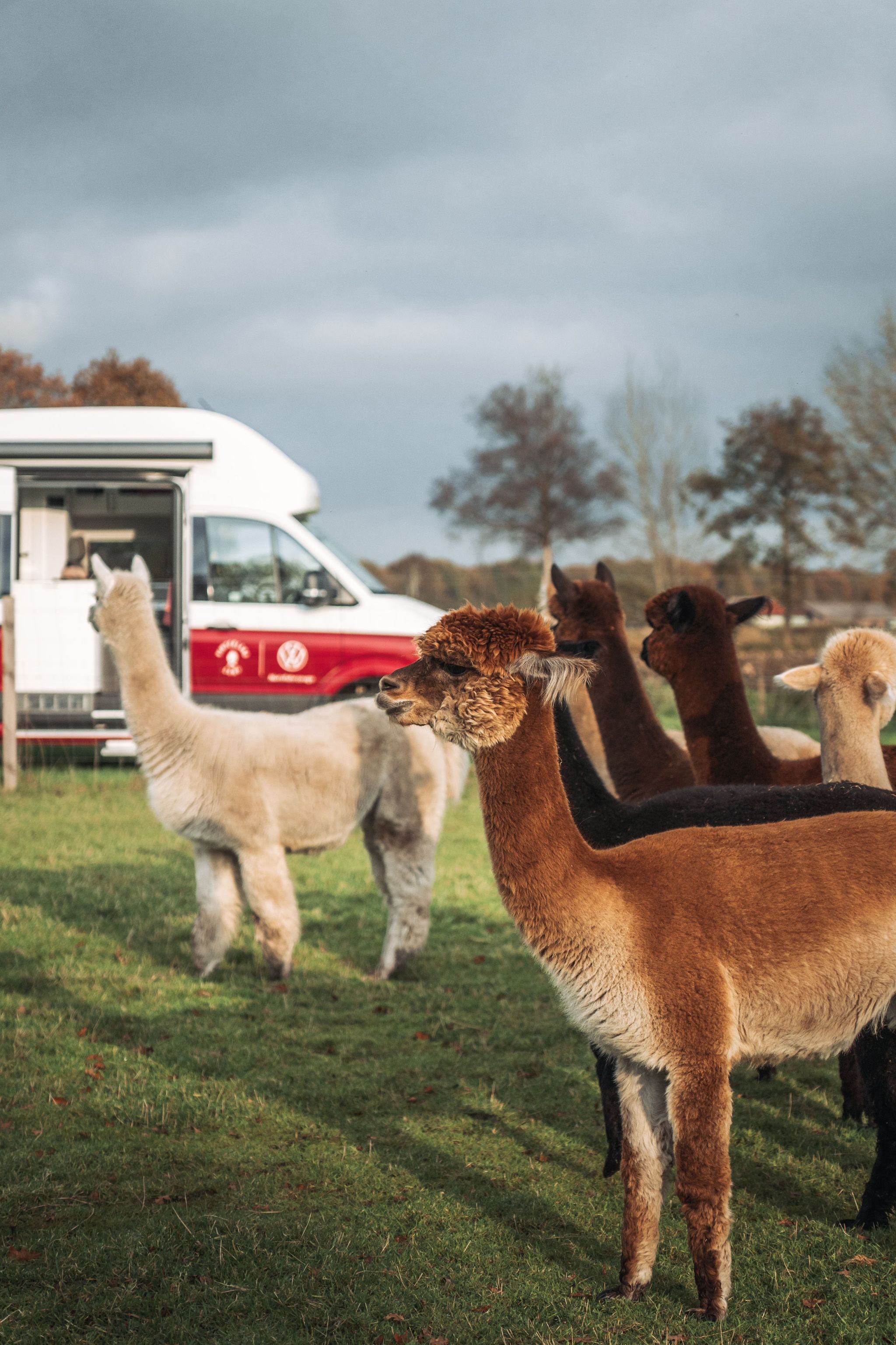 A roadtrip through the northern Germany – from alpaca farms to a lake camps