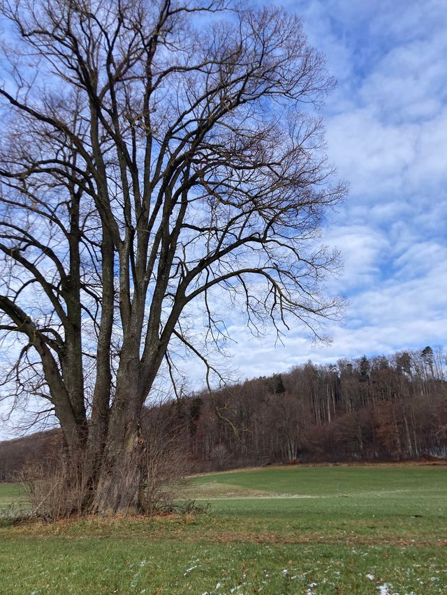 Idyllic setting under the linden tree between meadows and fields