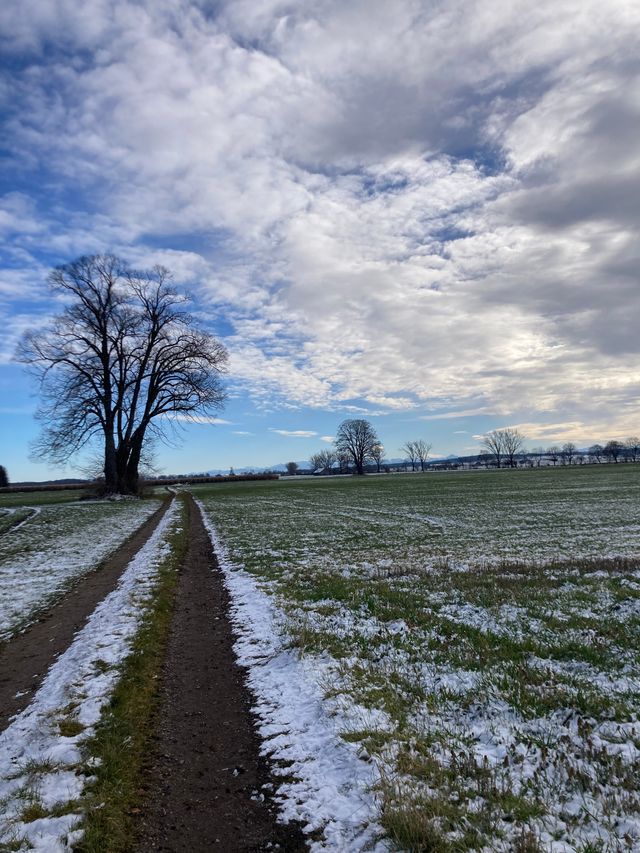 Idyllic setting under the linden tree between meadows and fields