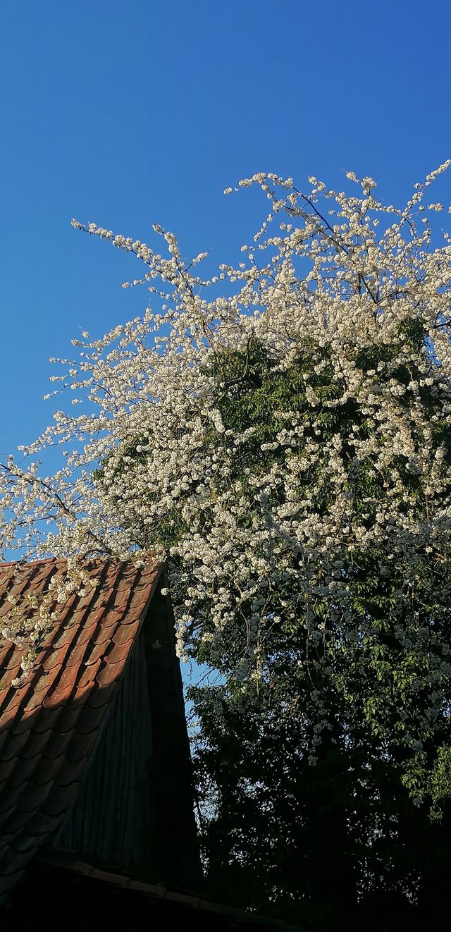 Sleeping between fruit trees & vegetable patches