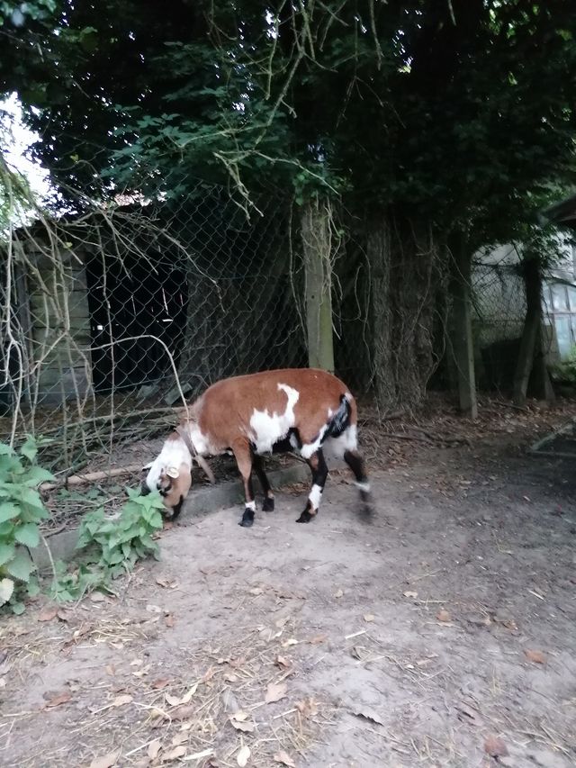 Sleeping between fruit trees & vegetable patches