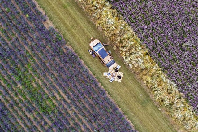 "Once in a Lifetime" experience: Sweet dreams amidst lavender fields